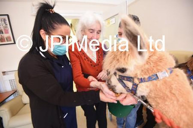 39275106-Alpacas from Lowlands Farm pay a visit to staff and residents ...