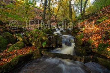 39229768-Autumn colours of Peckett Well Clough above Hebden Bridge. 2 ...