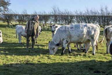 39279039-24 November 2021. . . . . John Liddle with his herd of British ...