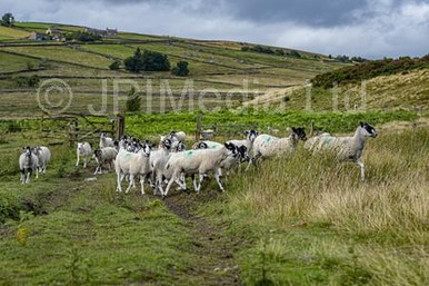 39147034-6 August 2021. . . . . Possible picture Post Mule and ...