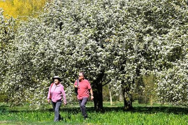38954613-Visitors emerge from some Pyrus Korshinski Oriental pear trees ...