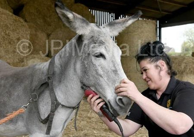 38954676-Claire Farnsworth giving Trooper a haircut as the Donkeys at ...