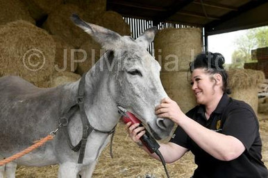 38954677-Claire Farnsworth giving Trooper a haircut as the Donkeys at ...
