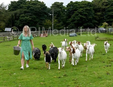 39085896-Ginni Skilbeck with some of her goats an Kune Kune pigs at ...