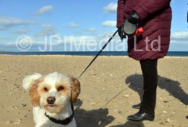 38929356-Dog exclusion zones on Sunderland beaches to remain following ...