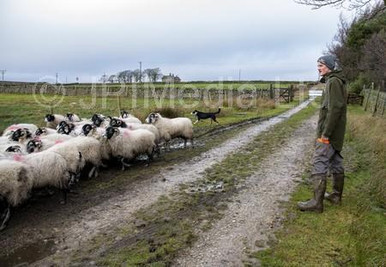 39314484-30 December 2021. . . . . Ryan Howe with his flock of ...
