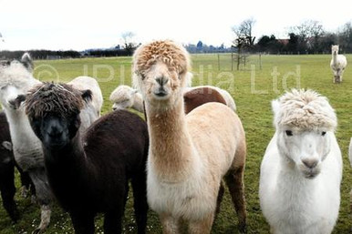 38874952-Some of the Alpacas at Highfield farm Otteringham . - Iconic ...