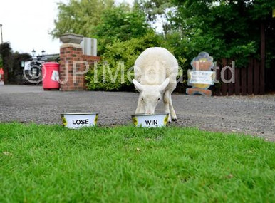 39046480-Oatsey the lamb picking the win bowl of food Picture by FRANK ...
