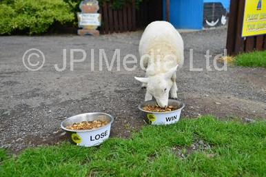 39046497-Oatsey the lamb picking the win bowl of food Picture by FRANK ...