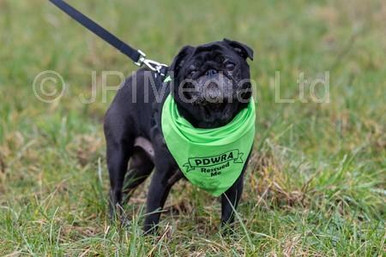 38890387-Date: 30th January 2021. Picture James Hardisty. The Pug Dog ...