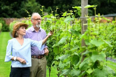 39050671-Emma amd Gerald Fitzalan Howard walking between the vines at ...