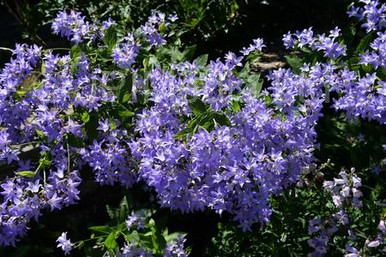 39053479-Birstwith Hall gardens were created by the Ackroyd family in ...