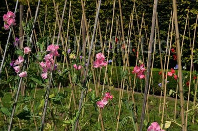 39053488-Birstwith Hall gardens were created by the Ackroyd family in ...