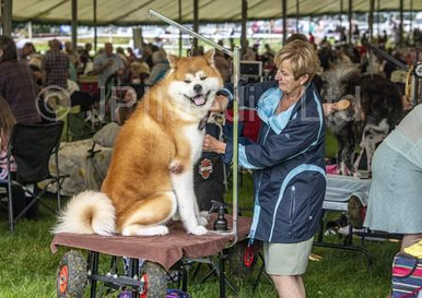 39061338-23 July 2021. . . . . . Maureen Thompson readies her Japanese ...
