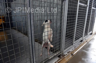 39622392-Hartlepool Pets at Home visits Stray Aid. - National World ...