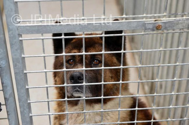 39622393-Hartlepool Pets at Home visits Stray Aid. - National World ...