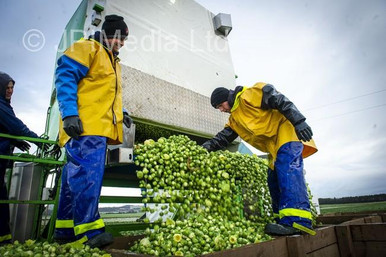 39625456-PIC LISA FERGUSON 08 12 2022 Workers from W&R Logan farms ...