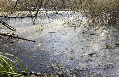 39628961-The Park Pond at Ward Jackson Park, Hartlepool. Picture by ...