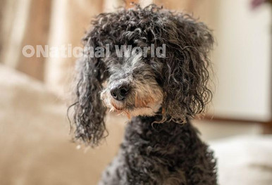 39637960-Tracey Conway s dog, Bobbie-Thierry, a toy poodle, is ...