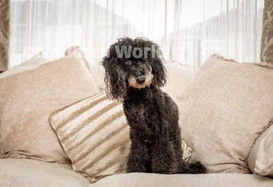 39637958-Tracey Conway s dog, Bobbie-Thierry, a toy poodle, is ...