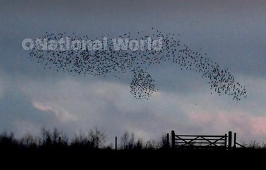 39643528-Murmuration of Starlings, at Fairburn Ings Nature , near ...
