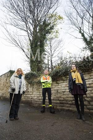 38849701-Large sycamore tree and bulging wall at Mirfield. From the ...