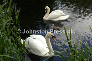 22520173-MONDAY JUNE 15 2009 POSS PICTURE POST Swans and their cygnet ...