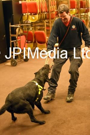 38507967-Fire service rescue dogs in training at the Winter Gardens ...