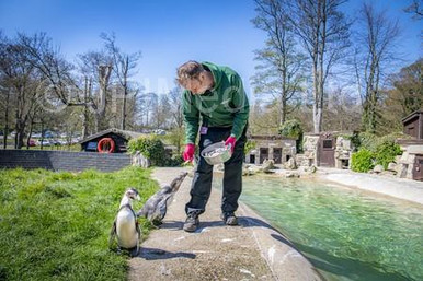 39417802-22 April 2022. . . . . Keeper John Pickering feeding Rosie and ...