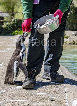 39417807-22 April 2022. . . . . Keeper John Pickering feeding Rosie the ...