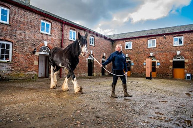 39663754-Behind The Scenes at Sledmere House, Sledmere, between ...