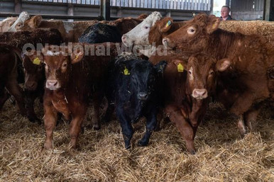 39665688-Joe Spetch and suckler herd. Ship Inn Farm, Long Drax. Picture ...