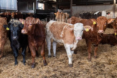 39665685-Joe Spetch and suckler herd. Ship Inn Farm, Long Drax. Picture ...