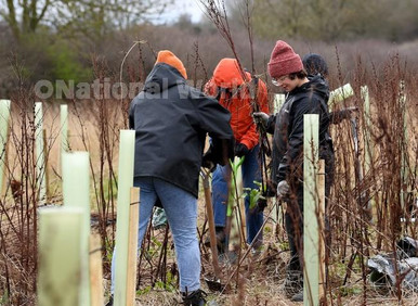 39666050-Planting of Trees on the 65-acre site at Skipbridge just off ...