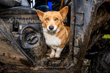 39683412-Farmer Shepherdess Heather Challis, 27, of Halfway House Farm ...