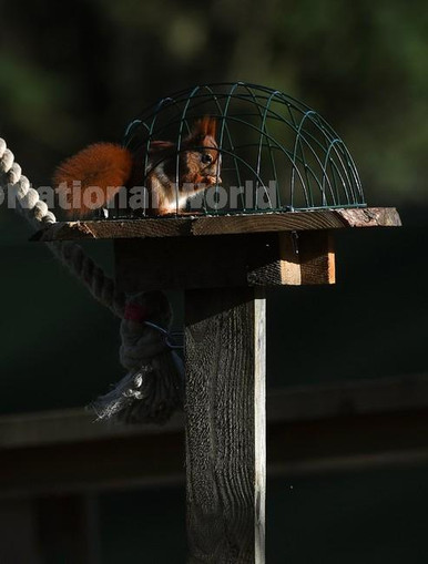 39684940-A new project to introduce a small breeding group of native ...