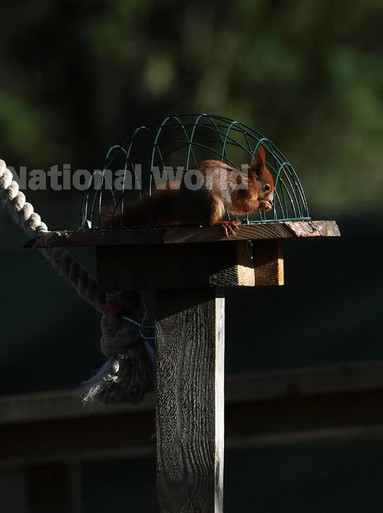 39684939-A new project to introduce a small breeding group of native ...