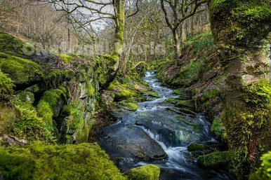 39685711-Thick moss surrounds Ibbot Royd Clough which flows through ...