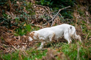 39686669-The Working Clumber Spaniel Society Working Test - For Any ...