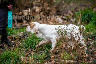 39686663-The Working Clumber Spaniel Society Working Test - For Any ...