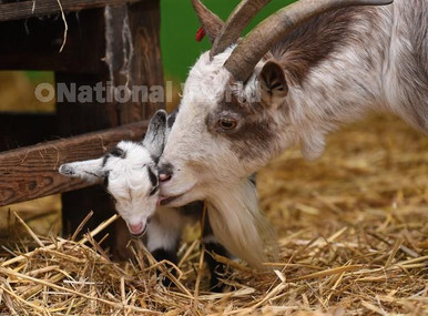 39689323-Monk Park Farm, Moor Lane, Bagby. New born goat one day old ...