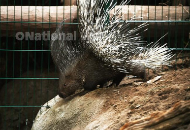 39692613-One of the three Indian Crested Porcupines in the newly ...