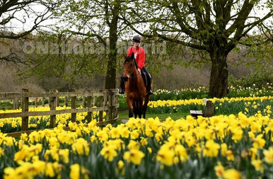 39695264-Melissa Whitfield on her horse Bailey walks through the ...