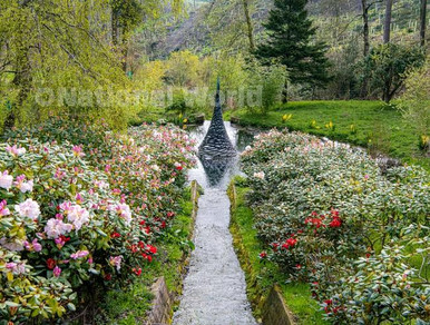 39705171-Rhododendrons at the The Himalayan Garden & Sculpture Park ...