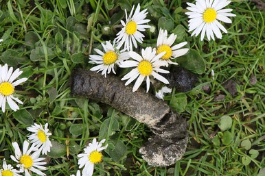 39714162-The enormous amount of Goose droppings is making large parts ...