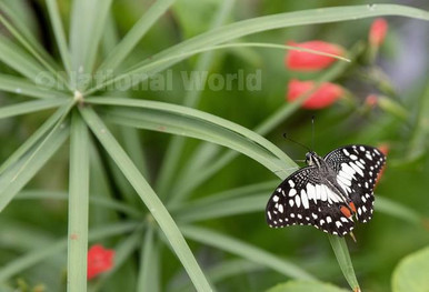 39724344-A king swallowtail butterfly at The Tropical Butterfly House ...