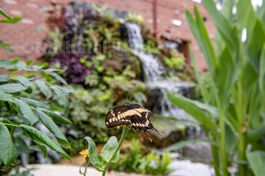 39724360-The Tropical Butterfly House at North Anston near Sheffield ...