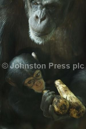30923446-Picture Toby Williams 07920841392. Velu the Chimp enjoys his ...