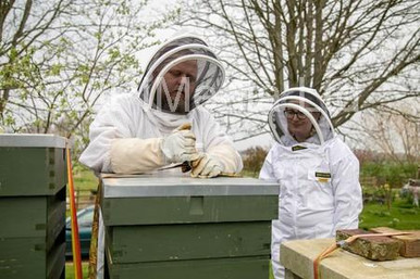 39397608-Weekend Cover story on what its like to be a bee keeper ...