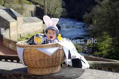 27514534-John Devlin 19 04 14 LANARK. Falls of Clyde. Charity duck race ...